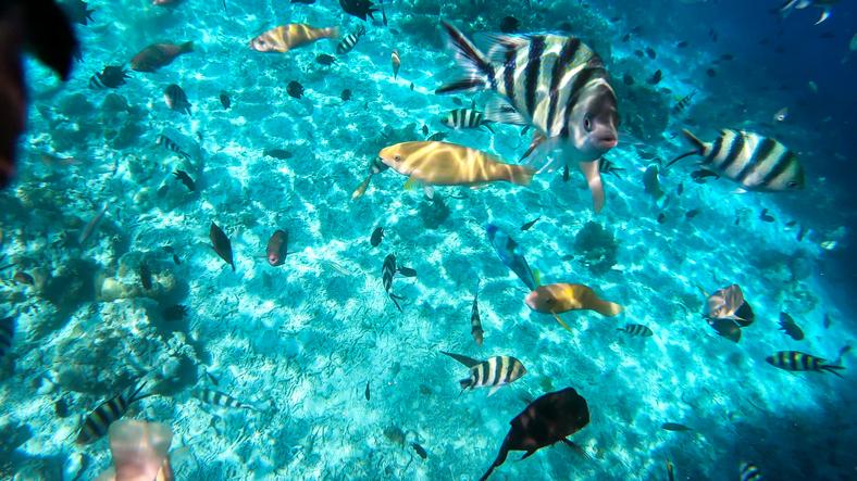 FOND MARIN: DÉFINITION et TYPES (PHOTOS + VIDÉOS)