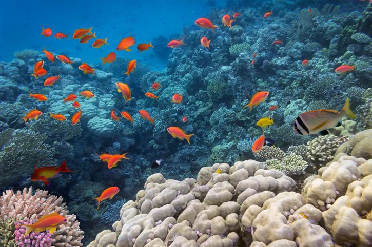 FOND MARIN: DÉFINITION et TYPES (PHOTOS + VIDÉOS)