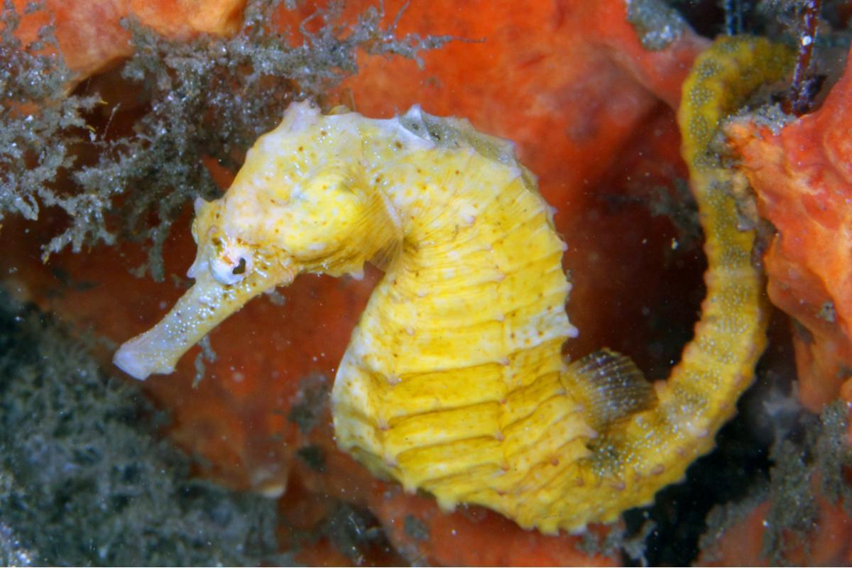 10 types d'HIPPOCAMPES - Noms et PHOTOS