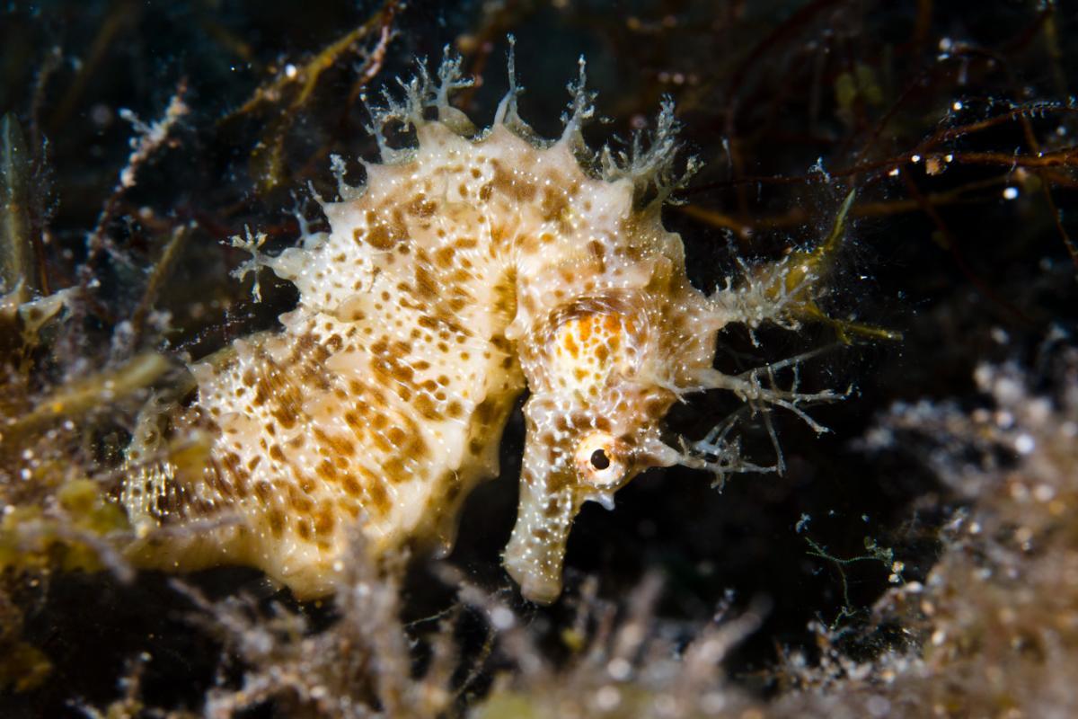 10 types d'HIPPOCAMPES - Noms et PHOTOS