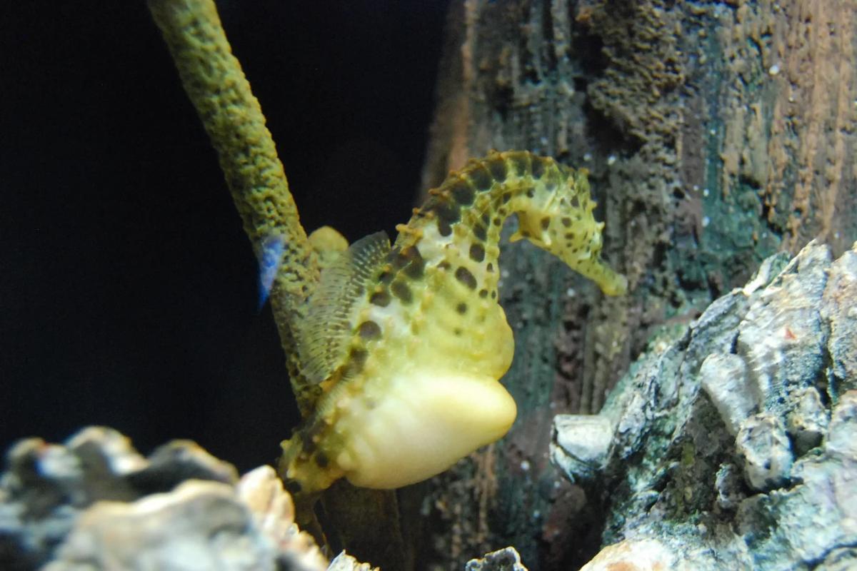 10 types d'HIPPOCAMPES - Noms et PHOTOS