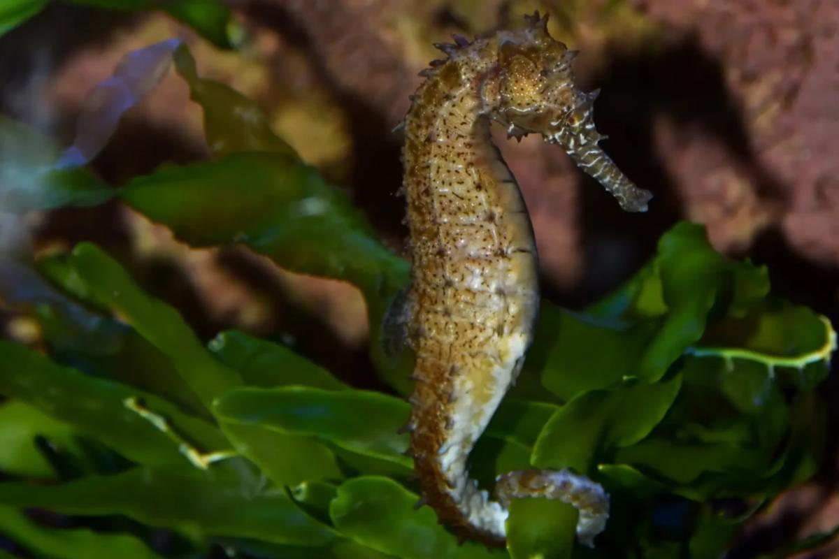 10 types d'HIPPOCAMPES - Noms et PHOTOS