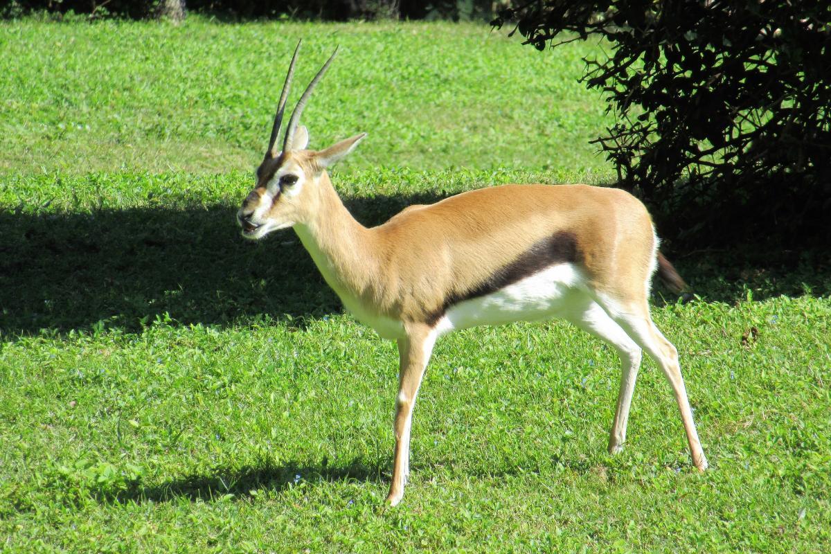 10 Gazelles - types, caractéristiques et photos ! Ensemble d'espèces dont fait partie la gazelle