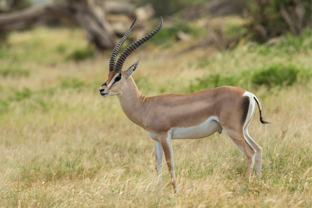 10 Gazelles - types, caractéristiques et photos ! Ensemble d'espèces ...