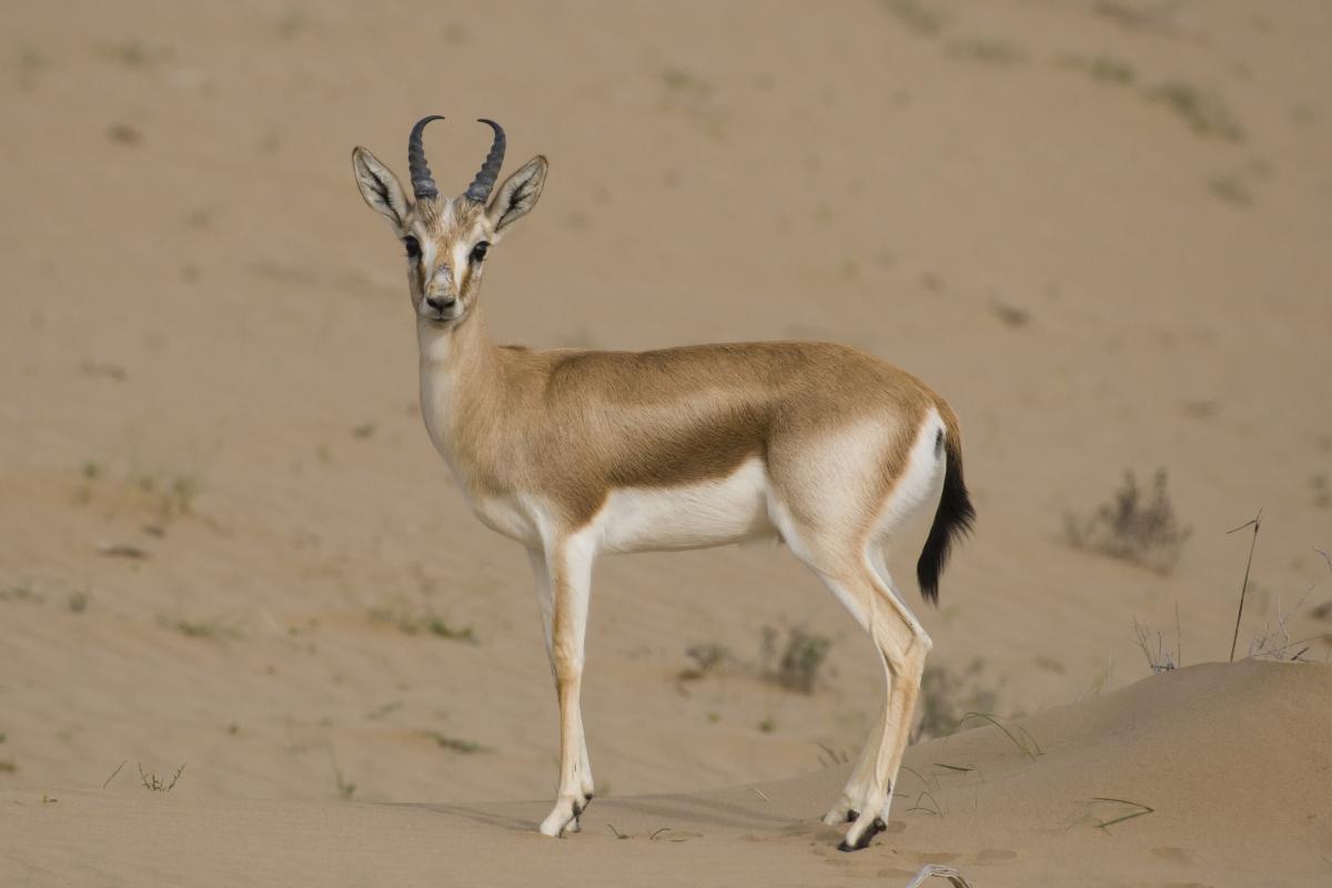 10 Gazelles - types, caractéristiques et photos ! Ensemble d'espèces ...