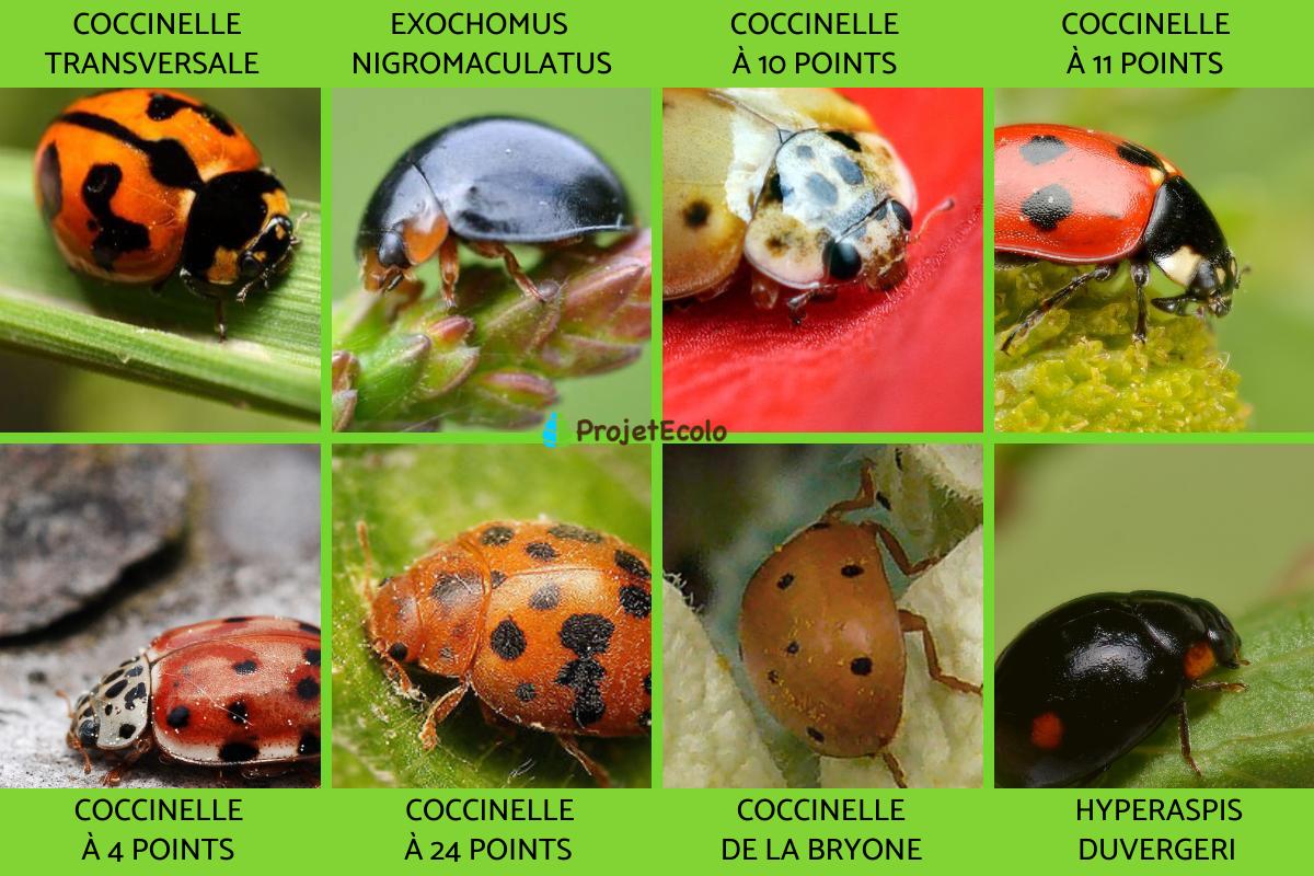 18 types de COCCINELLES - Noms et photos