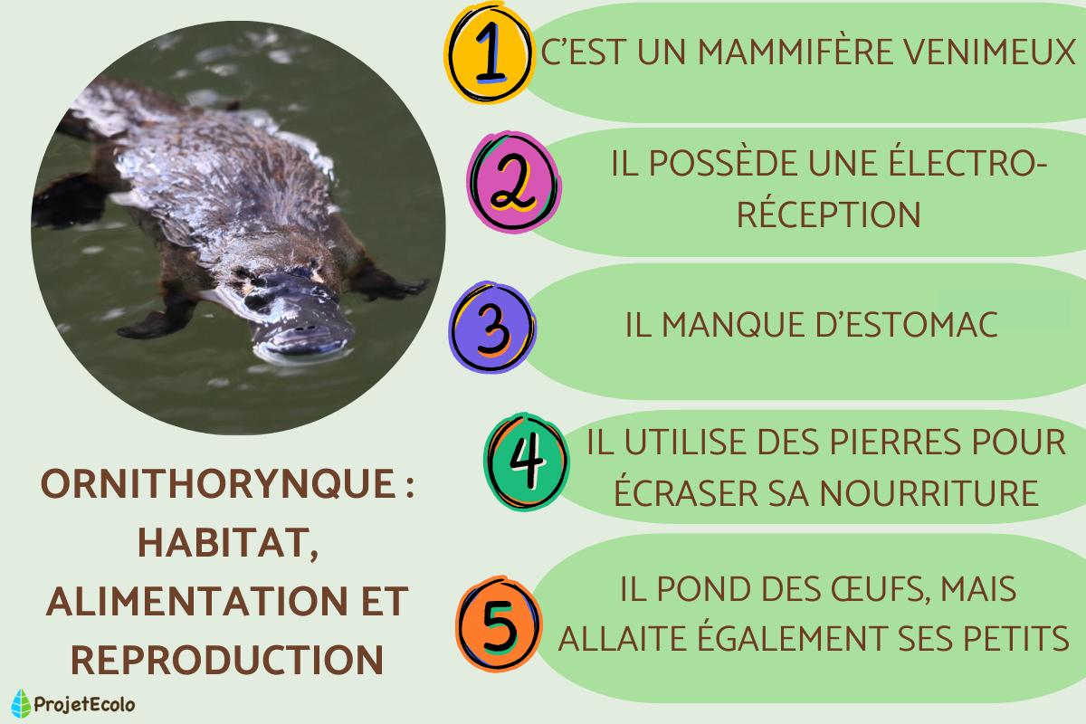 Ornithorynque : habitat, alimentation et reproduction - TOUT sur l ...