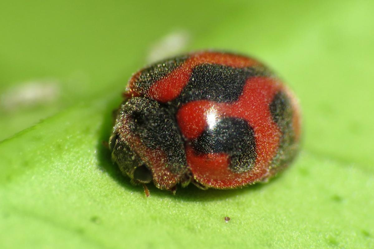 18 types de COCCINELLES - Noms et photos