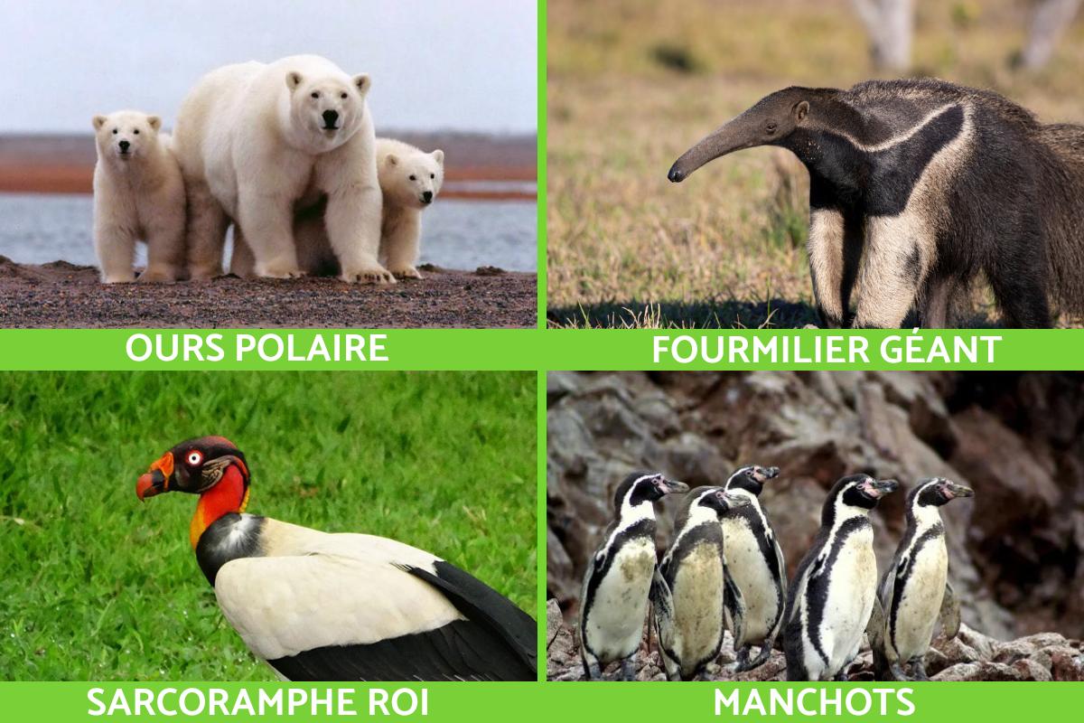 Animaux CARNIVORES - Caractéristiques et EXEMPLES