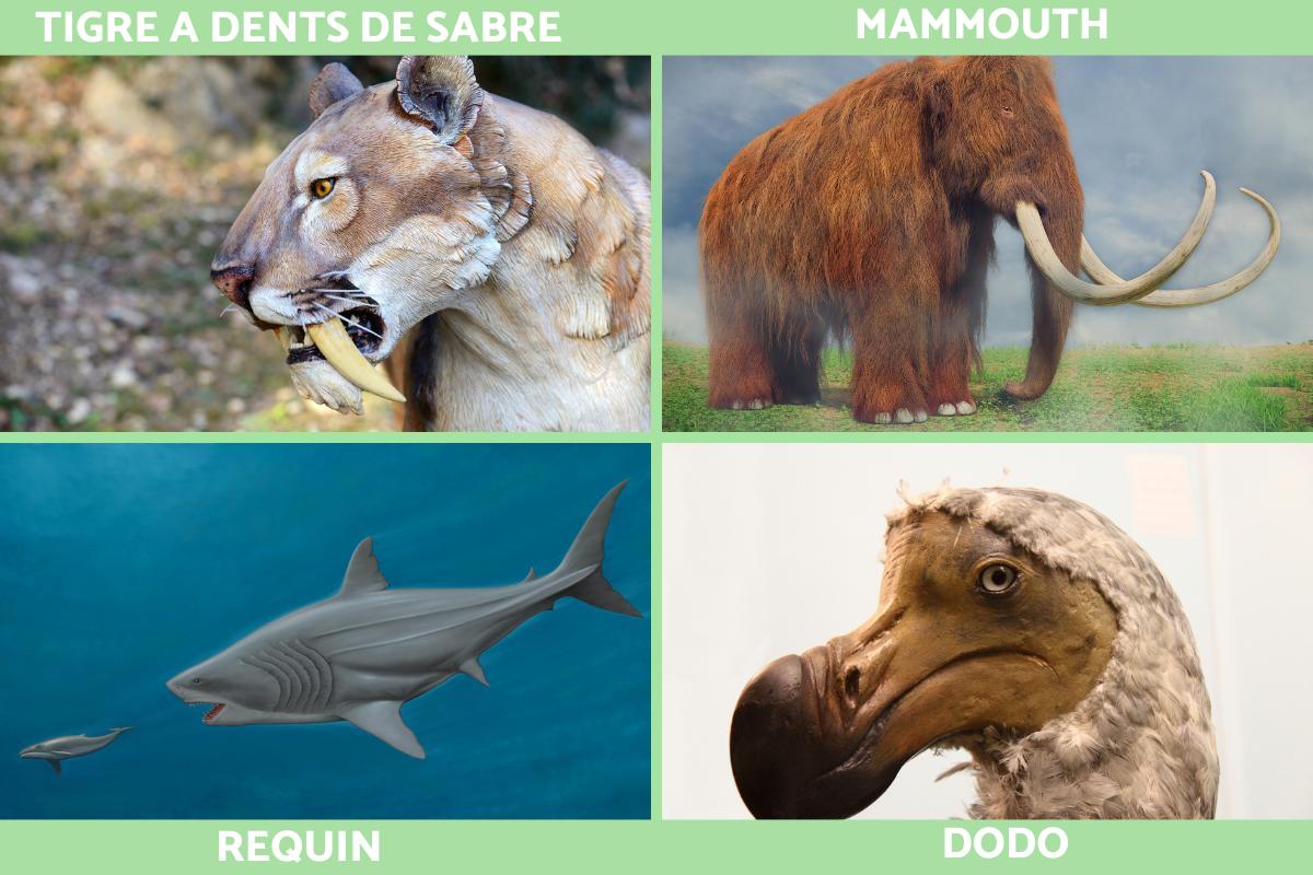 Animaux préhistoriques : encore en vie et disparus