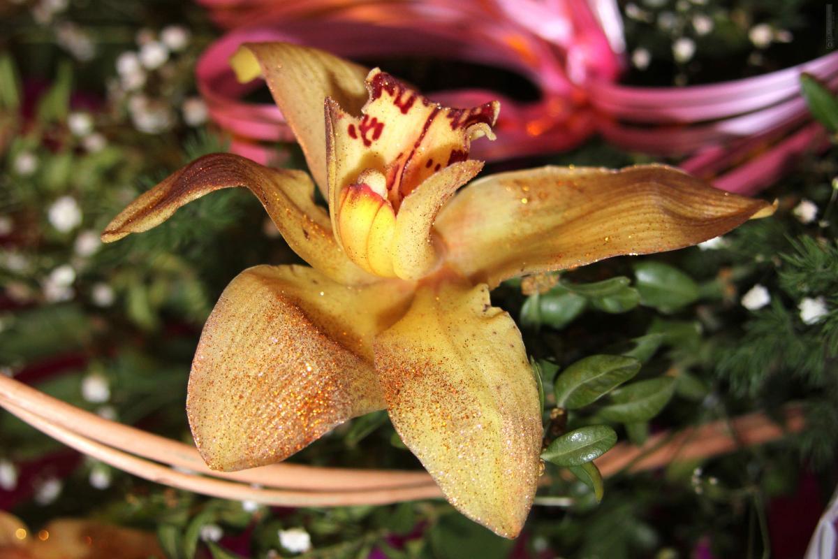 16 FLEURS RARES - Noms et photos