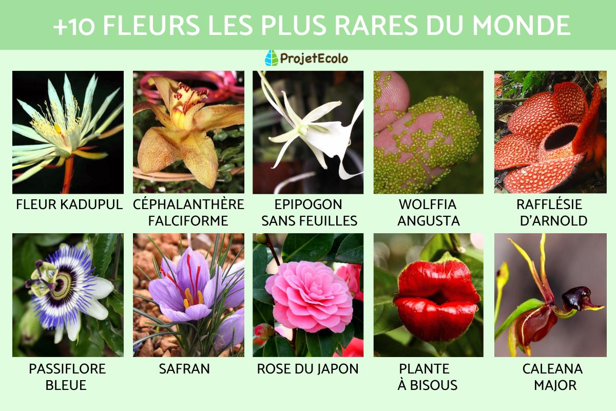 16 FLEURS RARES - Noms et photos