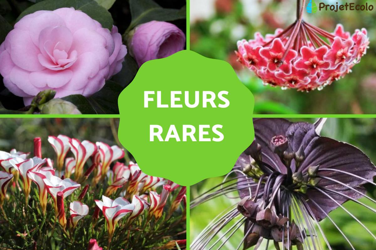 16 FLEURS RARES - Noms et photos
