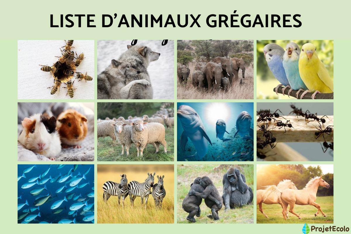 ANIMAUX GRÉGAIRES - DÉFINITION, EXEMPLES et CARACTÉRISTIQUES