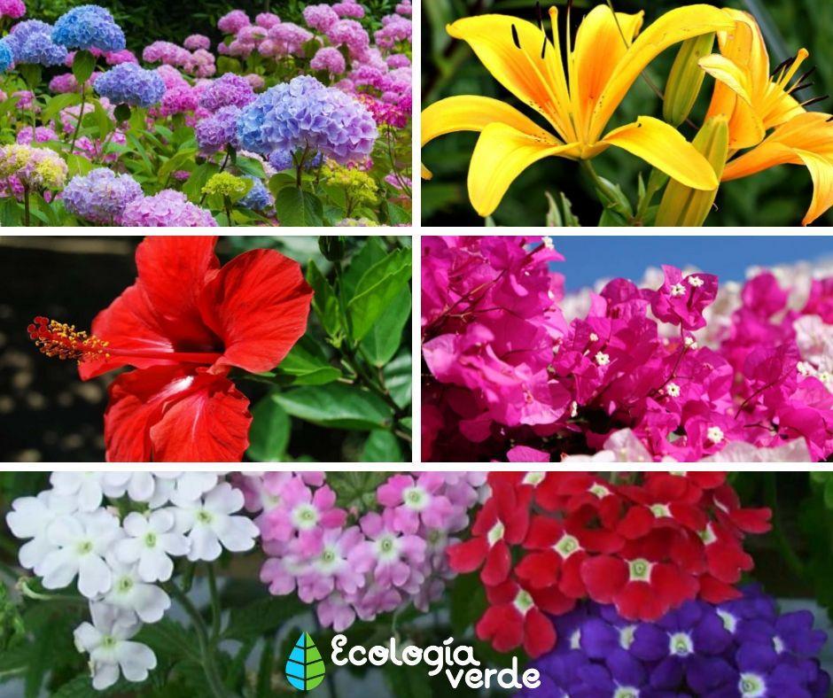 +25 de TYPES de FLEURS - Classes, NOMS et PHOTOS