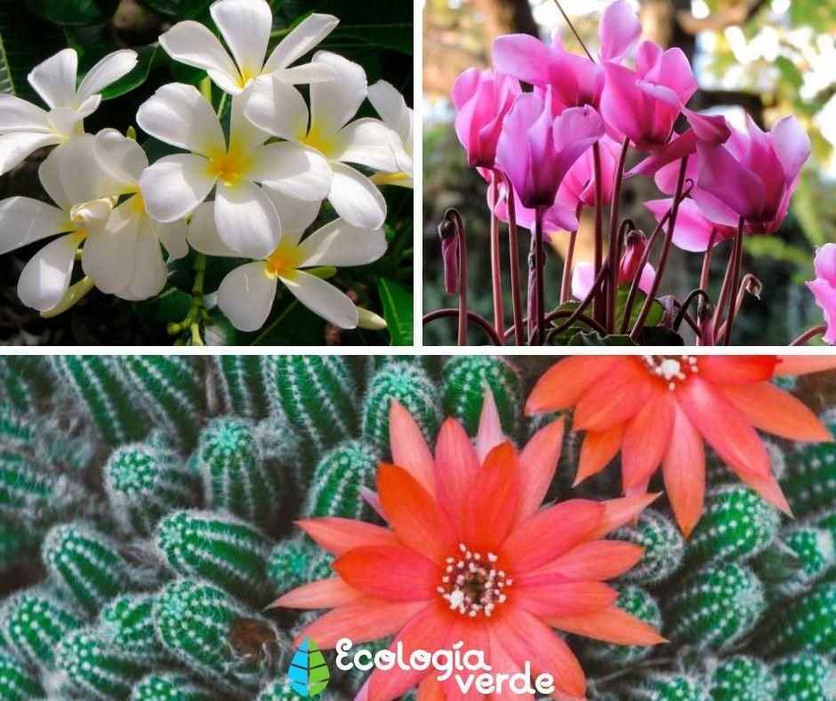 +25 de TYPES de FLEURS - Classes, NOMS et PHOTOS