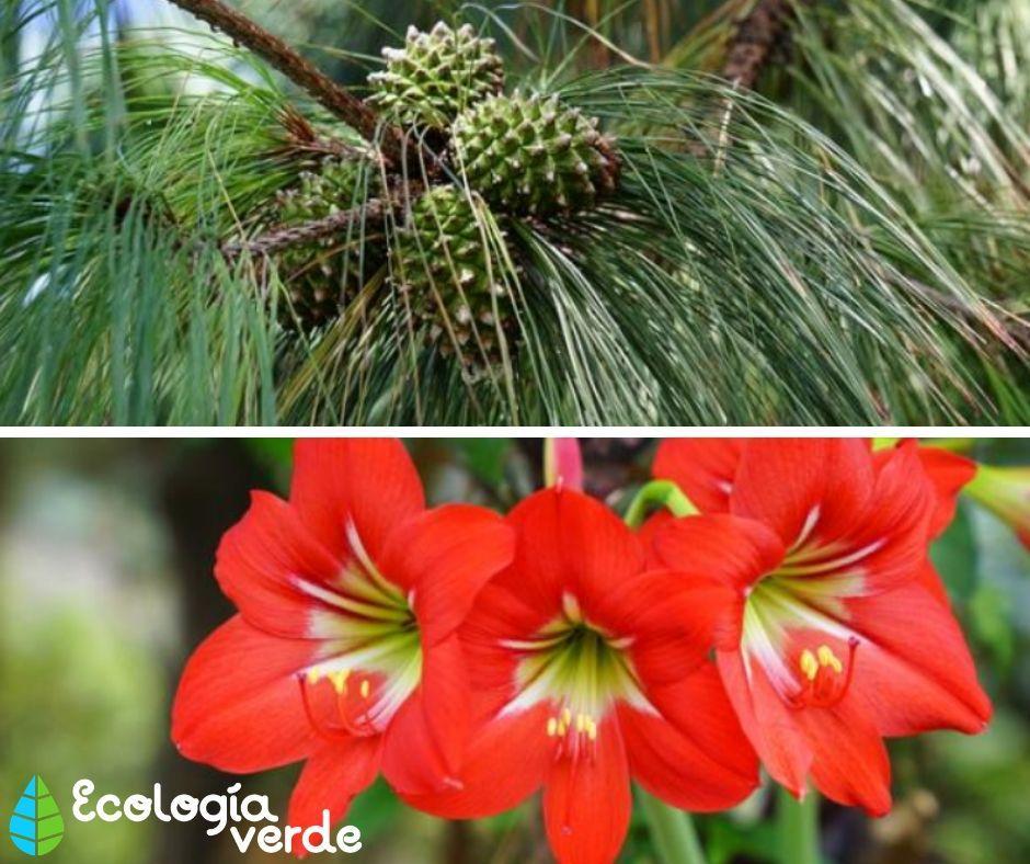 +25 de TYPES de FLEURS - Classes, NOMS et PHOTOS