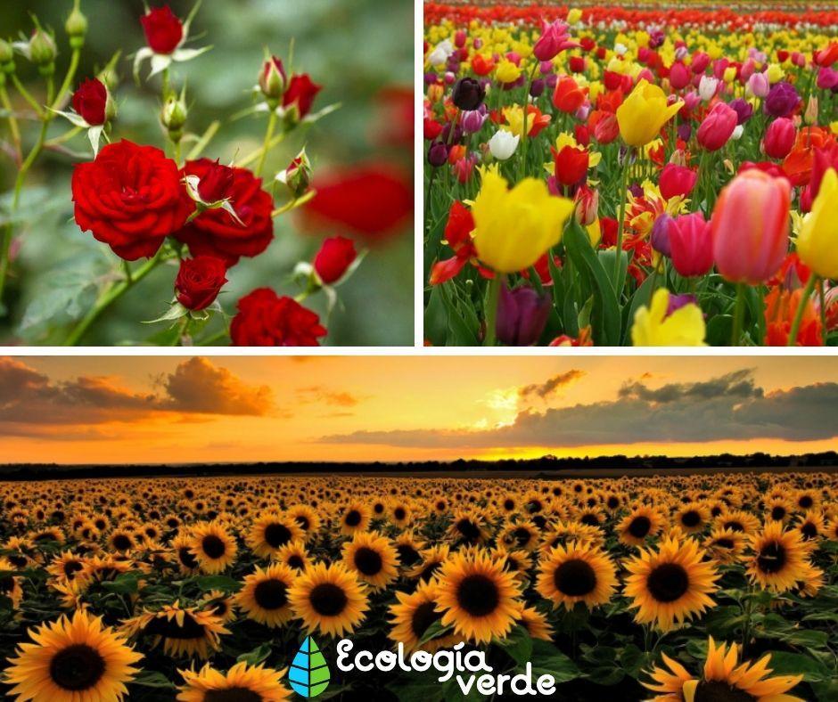 +25 de TYPES de FLEURS - Classes, NOMS et PHOTOS