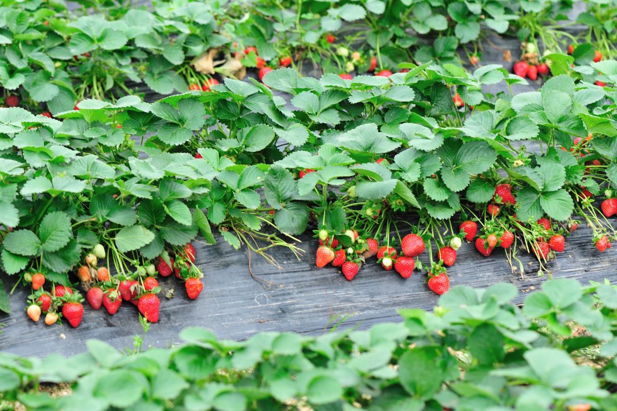Fraises : propriétés et bienfaits - Guide complet