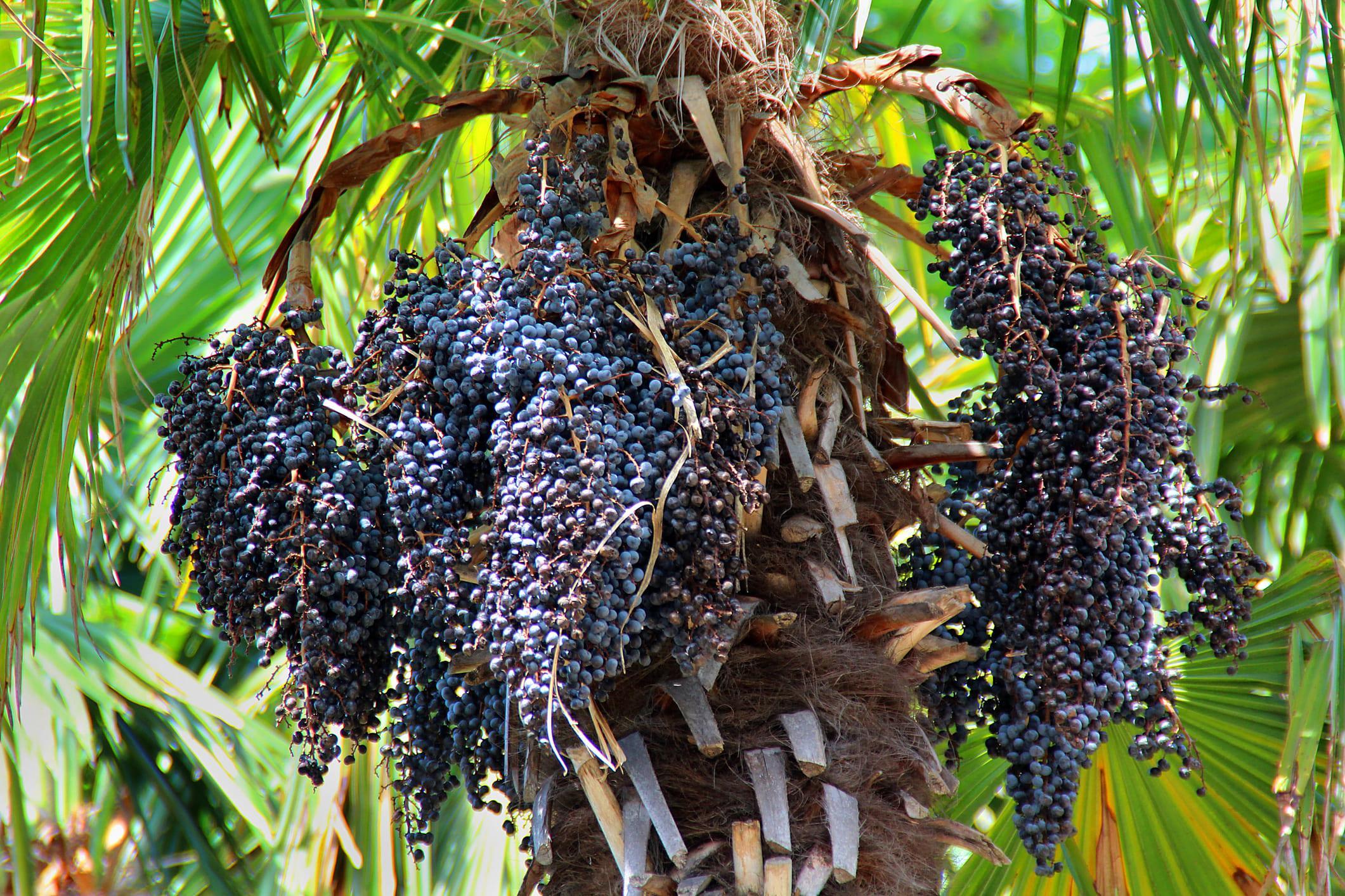 BIENFAITS de L'AÇAI : PROPRIÉTÉS et UTILISATION