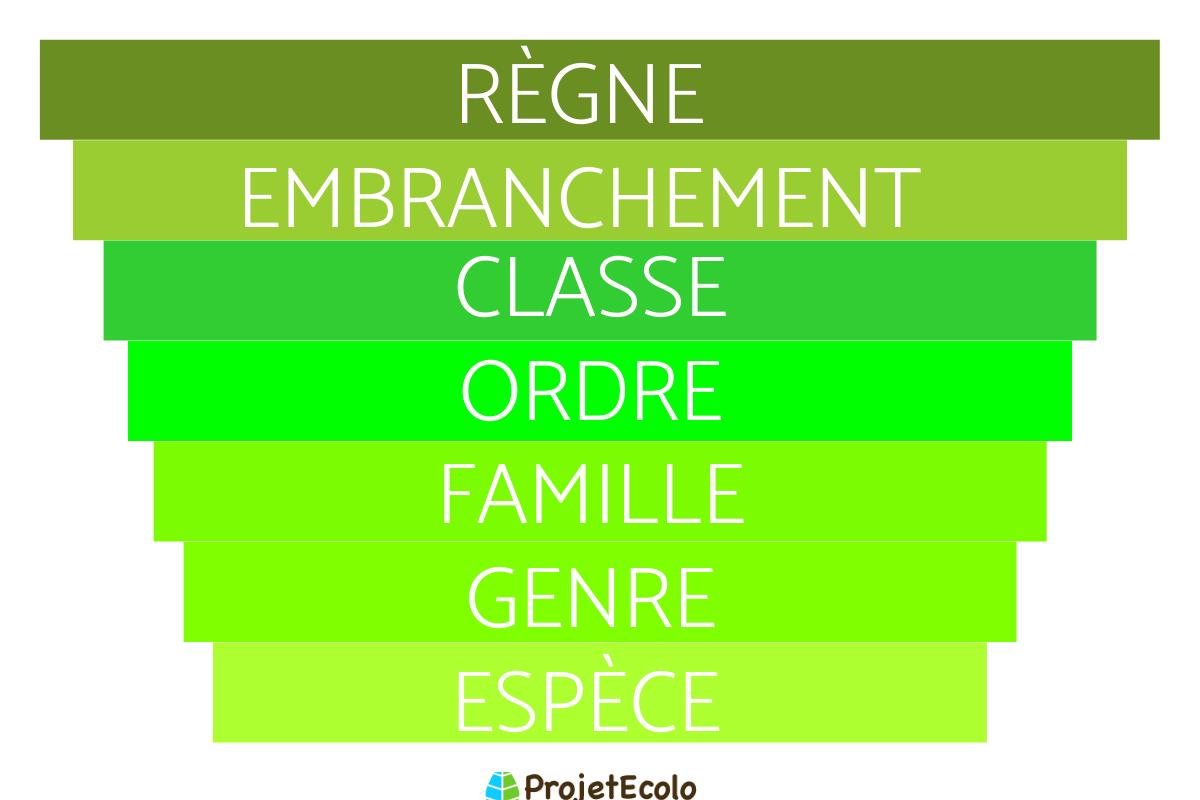 7 CARACTÉRISTIQUES des ÊTRES VIVANTS - RÉSUMÉ COMPLET