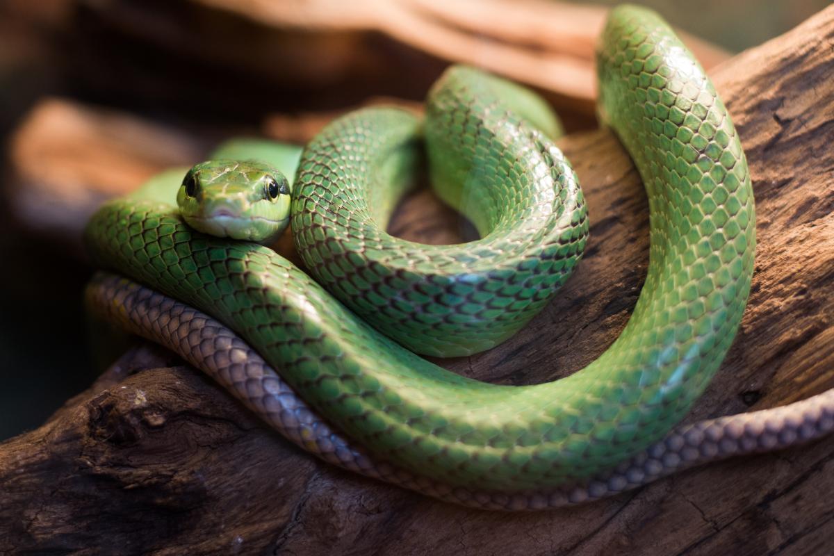 Squelette du serpent - Vertébré ou invertébré