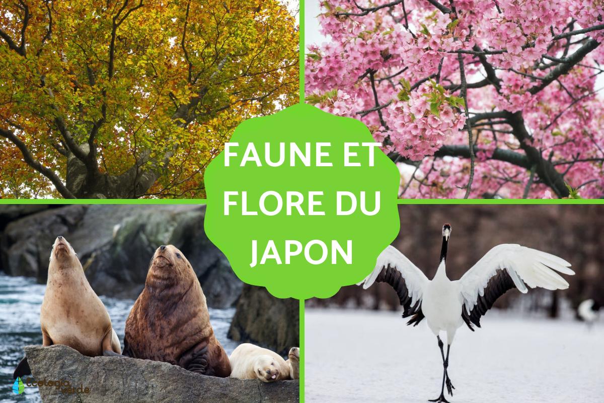 Faune et flore du Japon - CARACTÉRISTIQUES et EXEMPLES