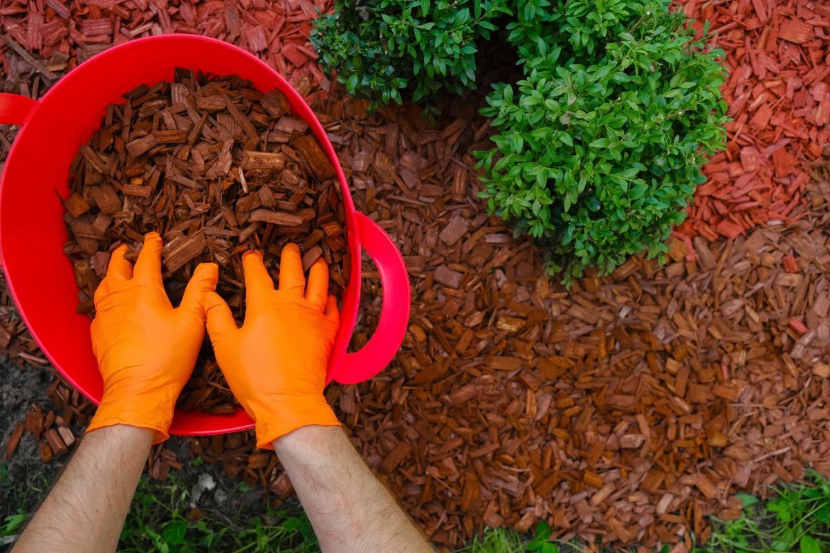 Paillage ou mulching : c'est quoi, types et comment le faire