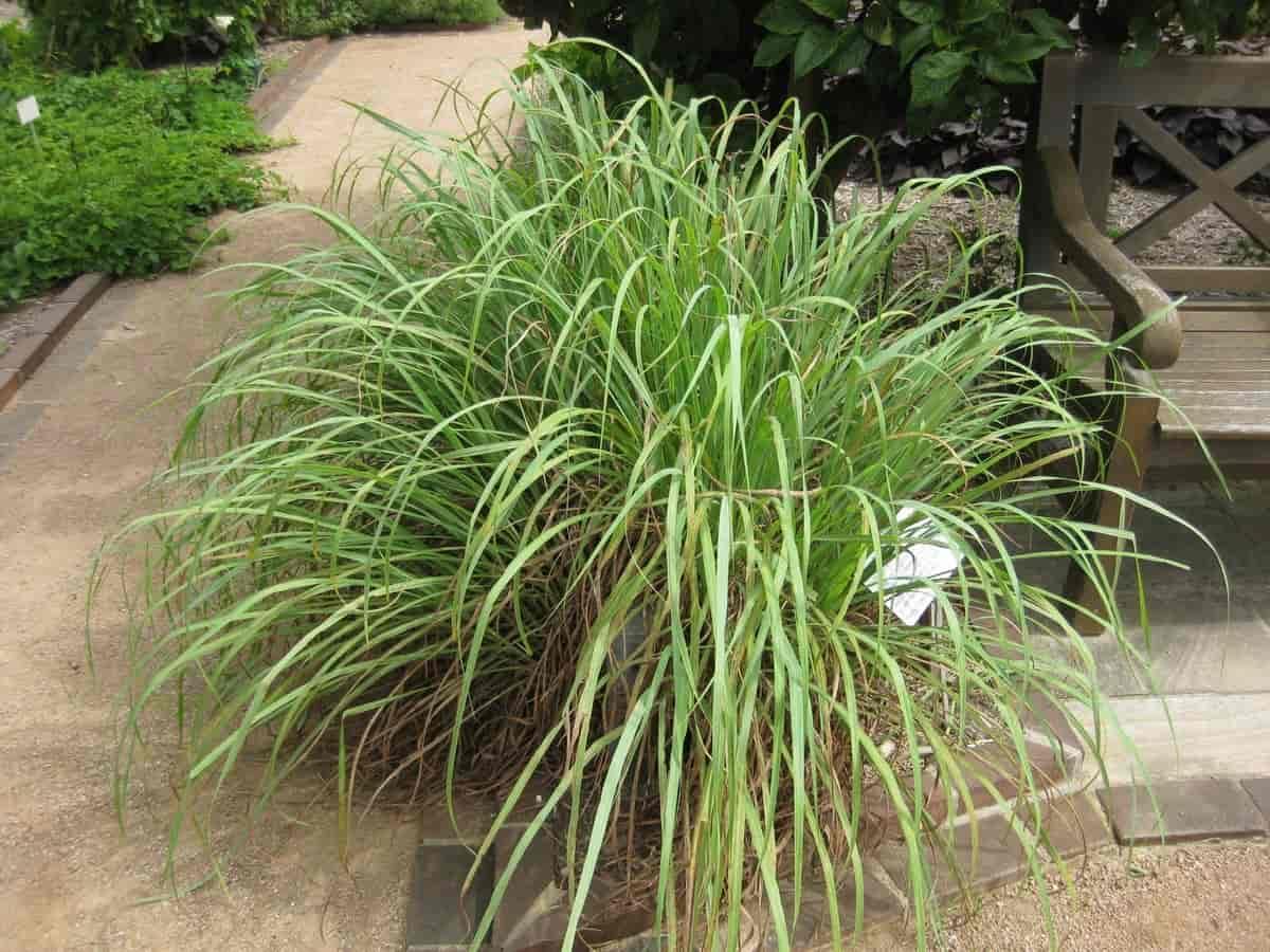 12 Plantes qui SENTENT le CITRON