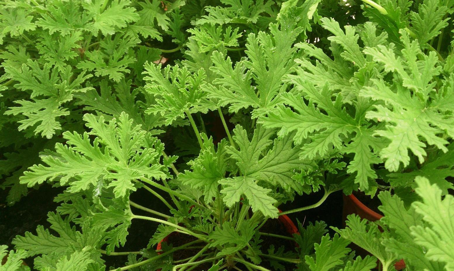 12 Plantes qui SENTENT le CITRON