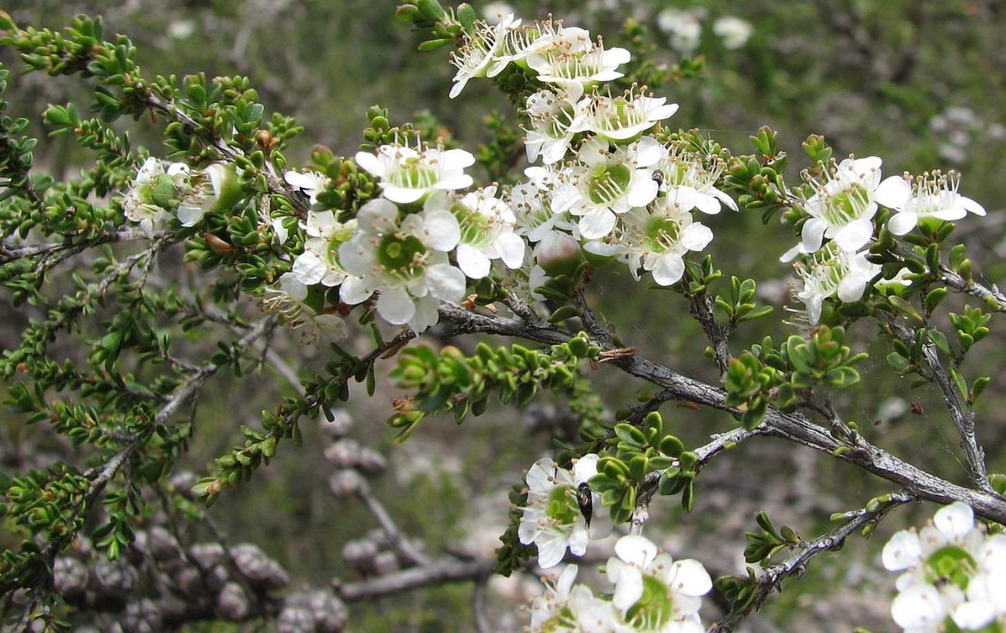 12 Plantes qui SENTENT le CITRON