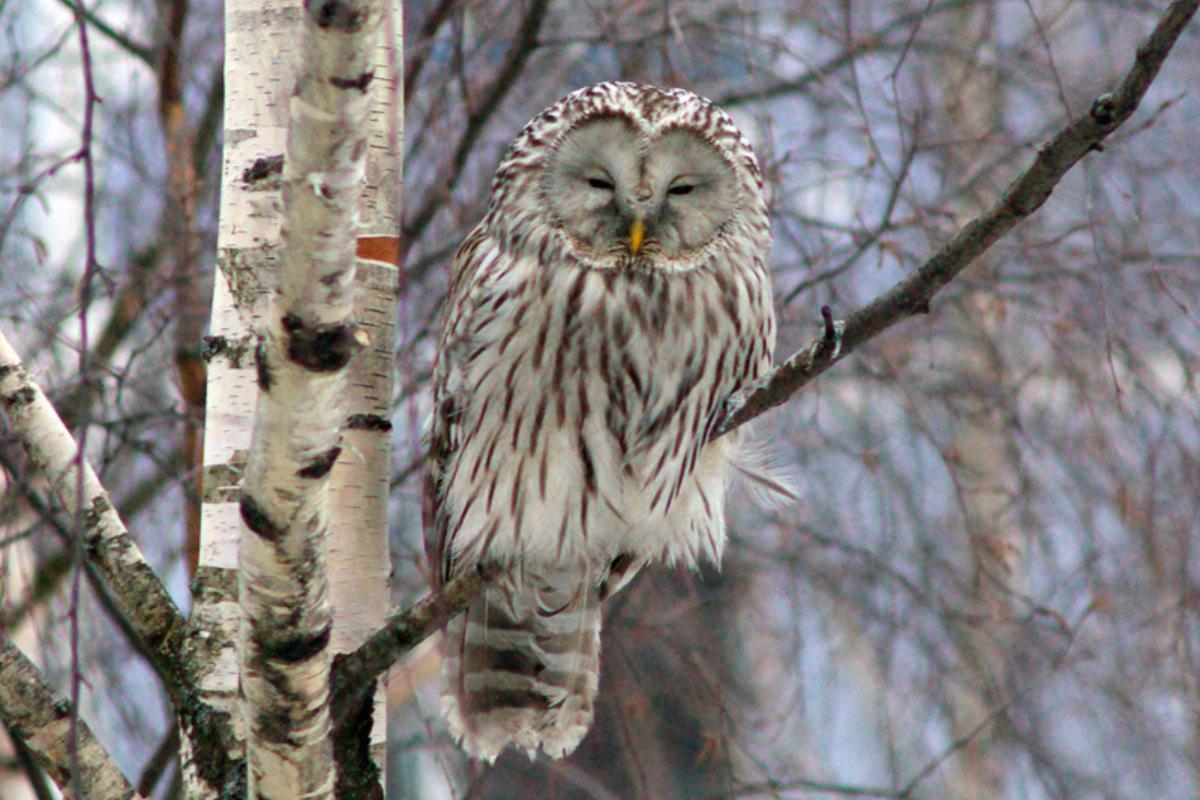 VISION des ANIMAUX - 20 ANIMAUX à la vue INCROYABLE
