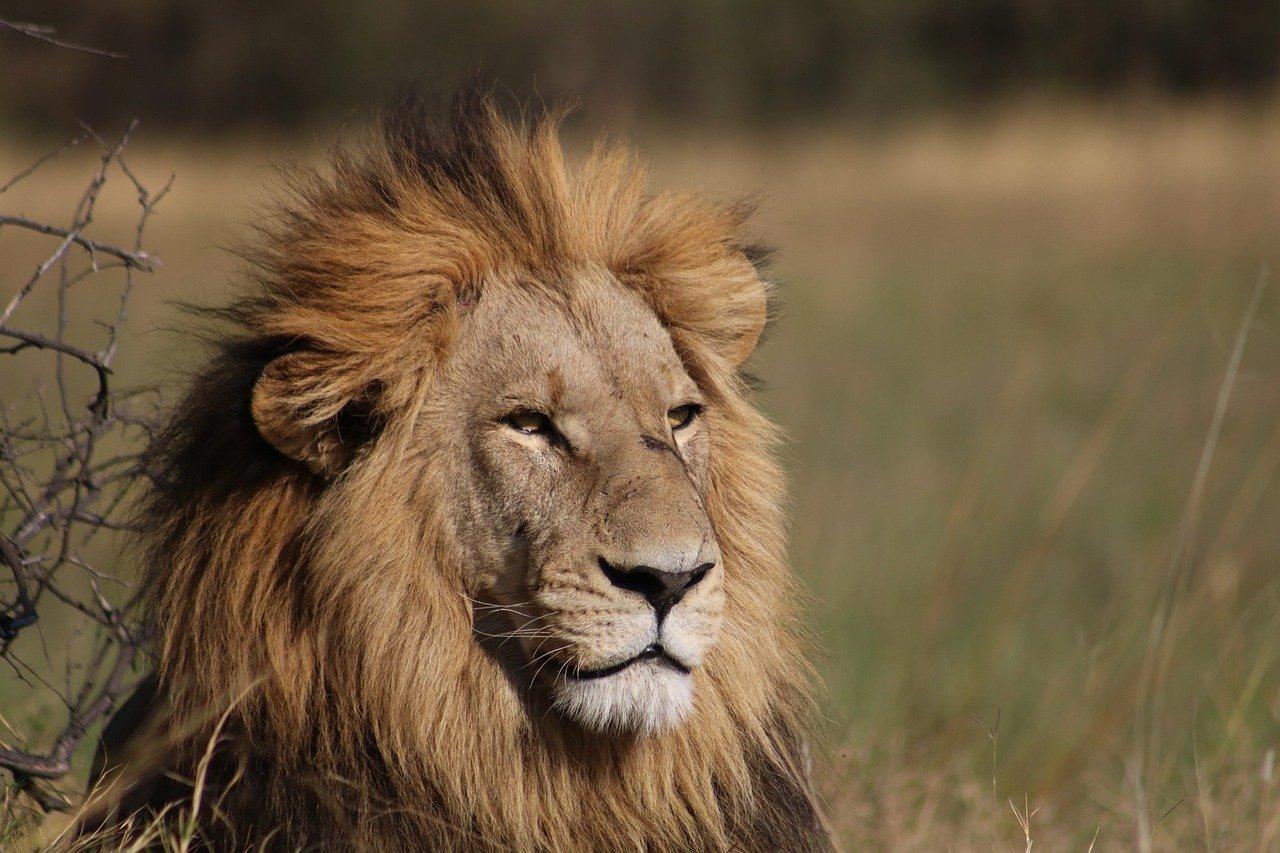 VISION des ANIMAUX - 20 ANIMAUX à la vue INCROYABLE