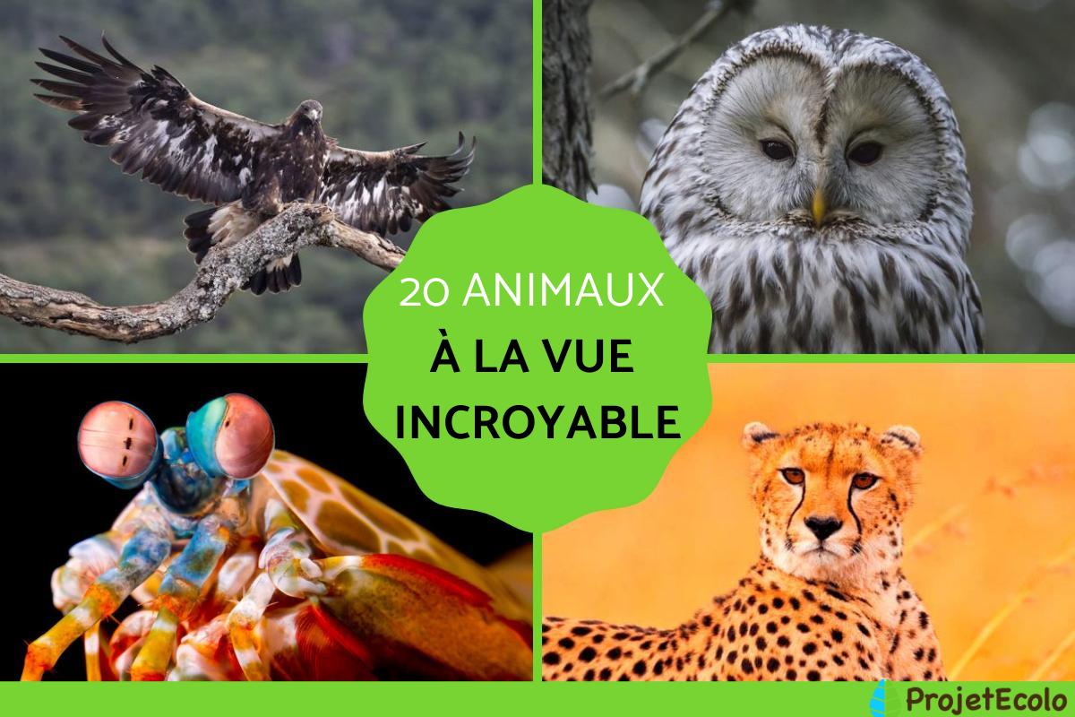 VISION des ANIMAUX - 20 ANIMAUX à la vue INCROYABLE