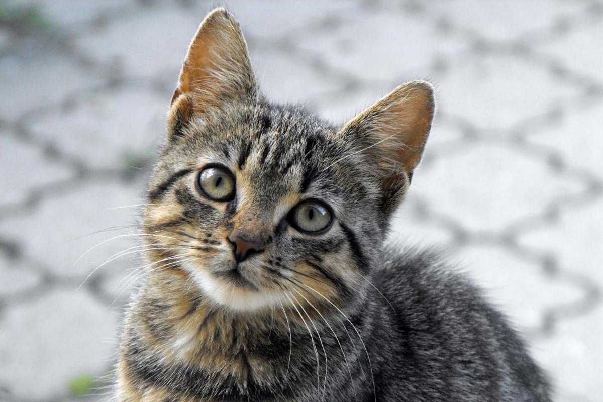 Cycle de vie du chat - Étapes du développement avec photos