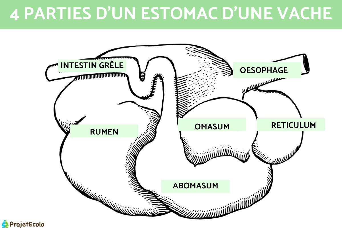Estomac de la vache : nombre, anatomie et fonctions