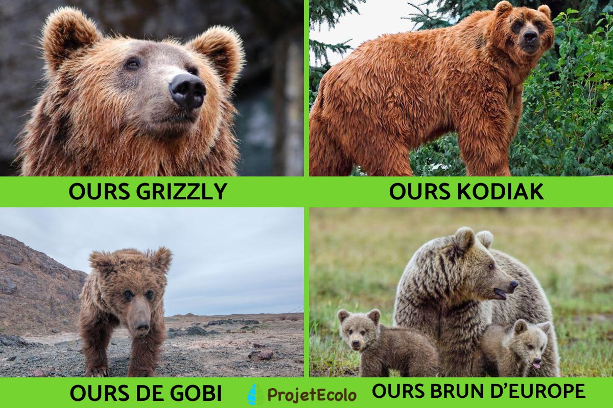 8 ESPÈCES d'OURS - Liste, Noms et Photos