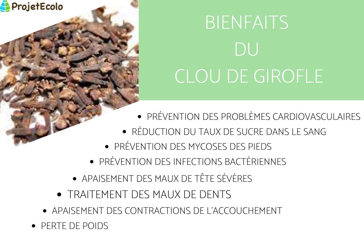 CLOU GIROFLE : PROPRIÉTÉS, UTILISATION et CONTRE-INDICATIONS
