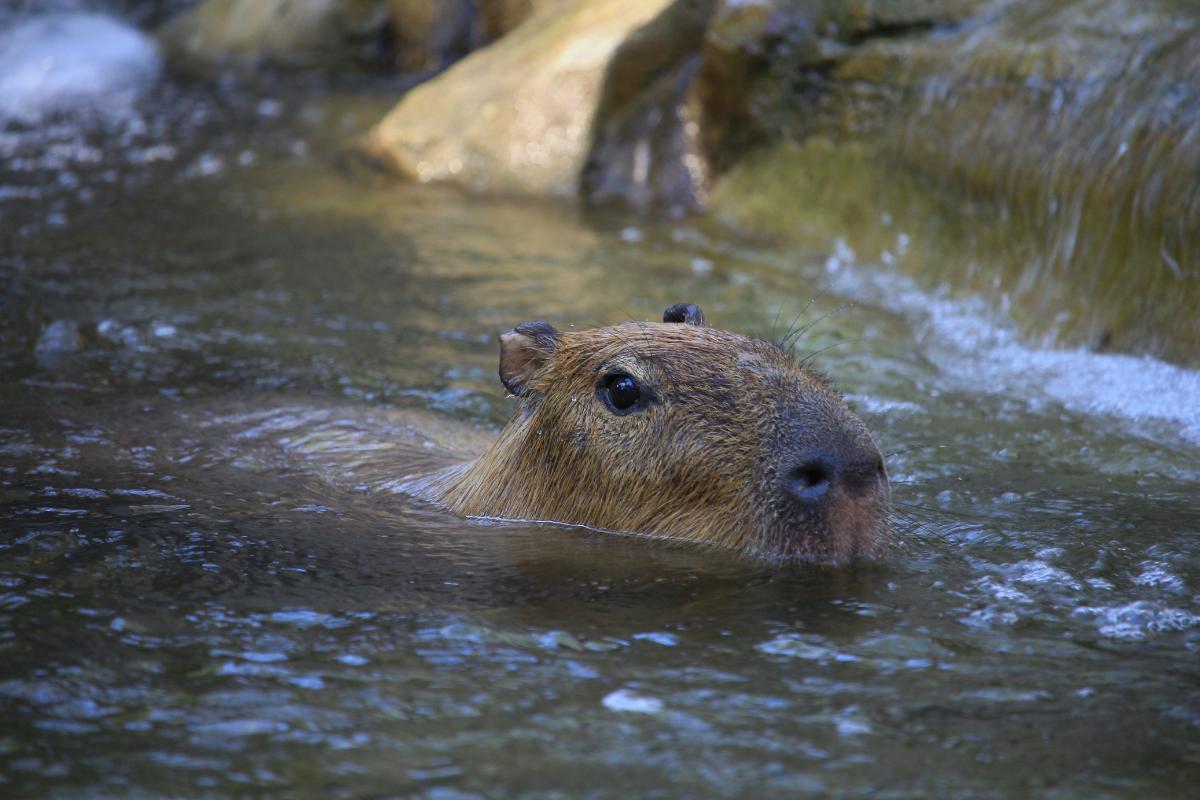Capybara : caractéristiques, habitat et régime alimentaire