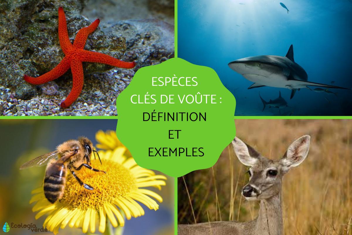 Espèces clé de voûte - Définition et exemples