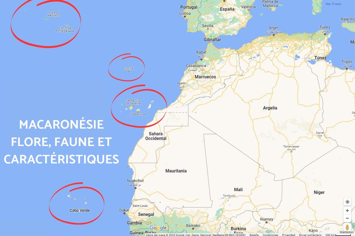 Macaronésie : Archipel, climat, flore et faune