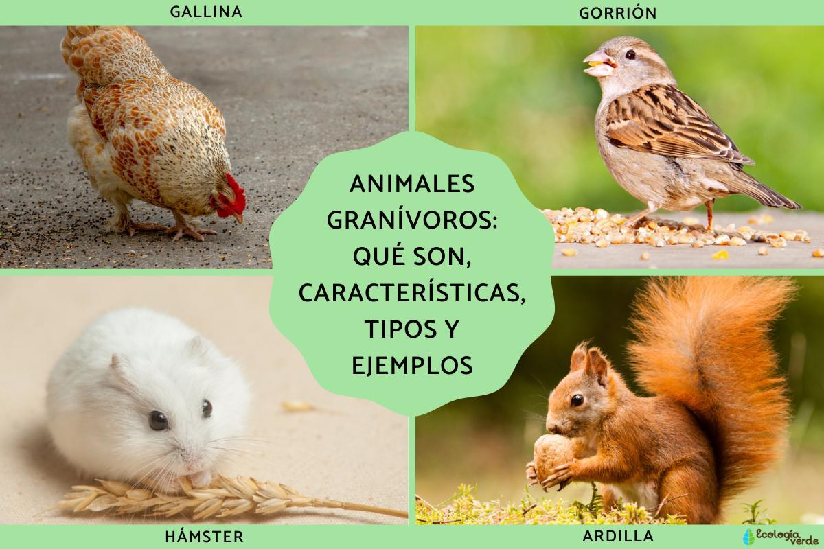 Animaux granivores : caractéristiques, types et liste