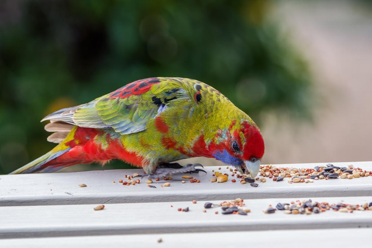 Animaux granivores : caractéristiques, types et liste