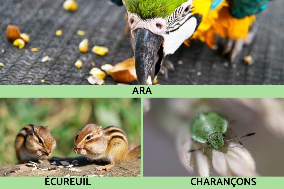 Animaux granivores : caractéristiques, types et liste