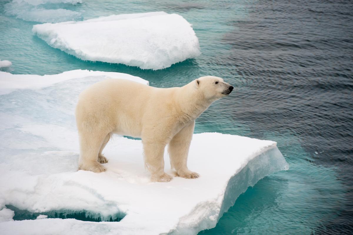 Calotte polaire : définition, localisation, formation et différence ...