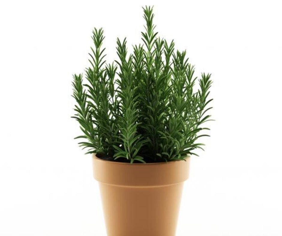 Comment PLANTER du ROMARIN - Guide pratique de JARDINERIE