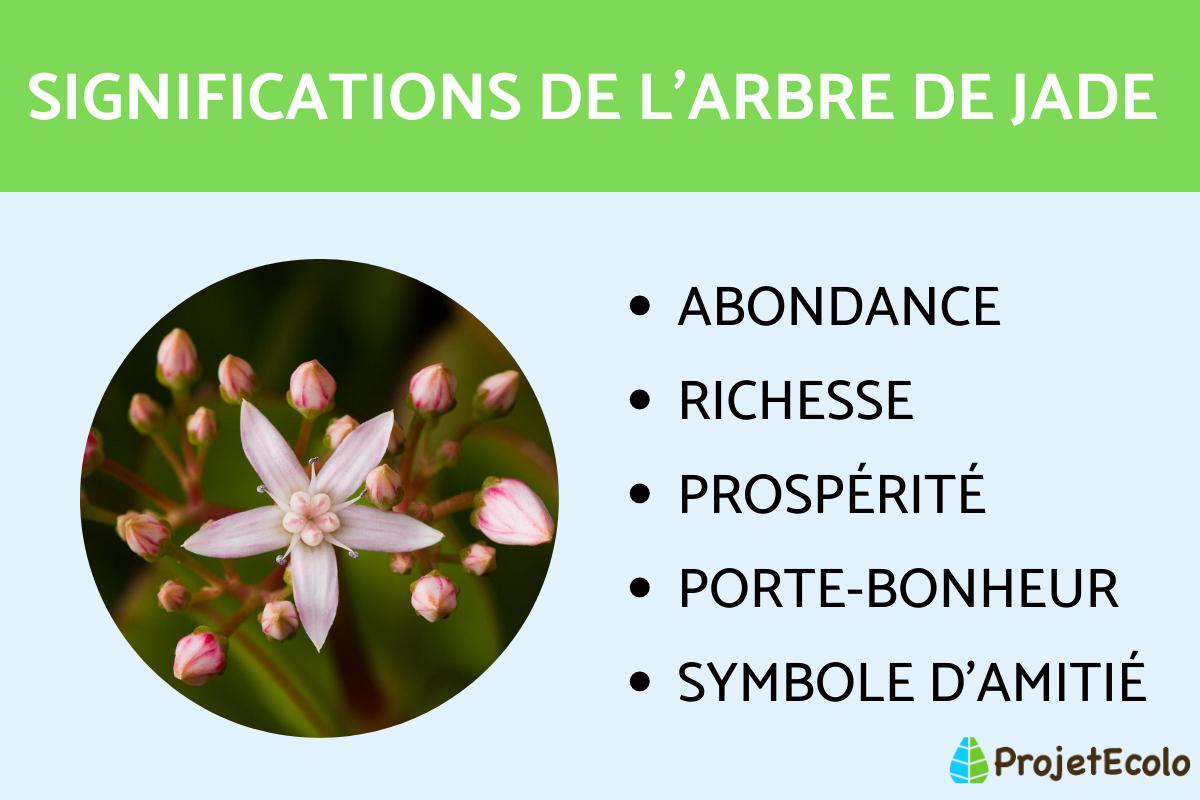ARBRE de JADE (CRASSULA OVATA) : ENTRETIEN, ARROSAGE, SIGNIFICATION ARBRE de JADE (CRASSULA OVATA) : ENTRETIEN, ARROSAGE, SIGNIFICATION