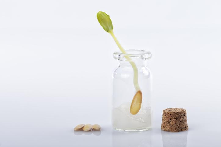 Comment FAIRE GERMER des GRAINES - Guide pratique