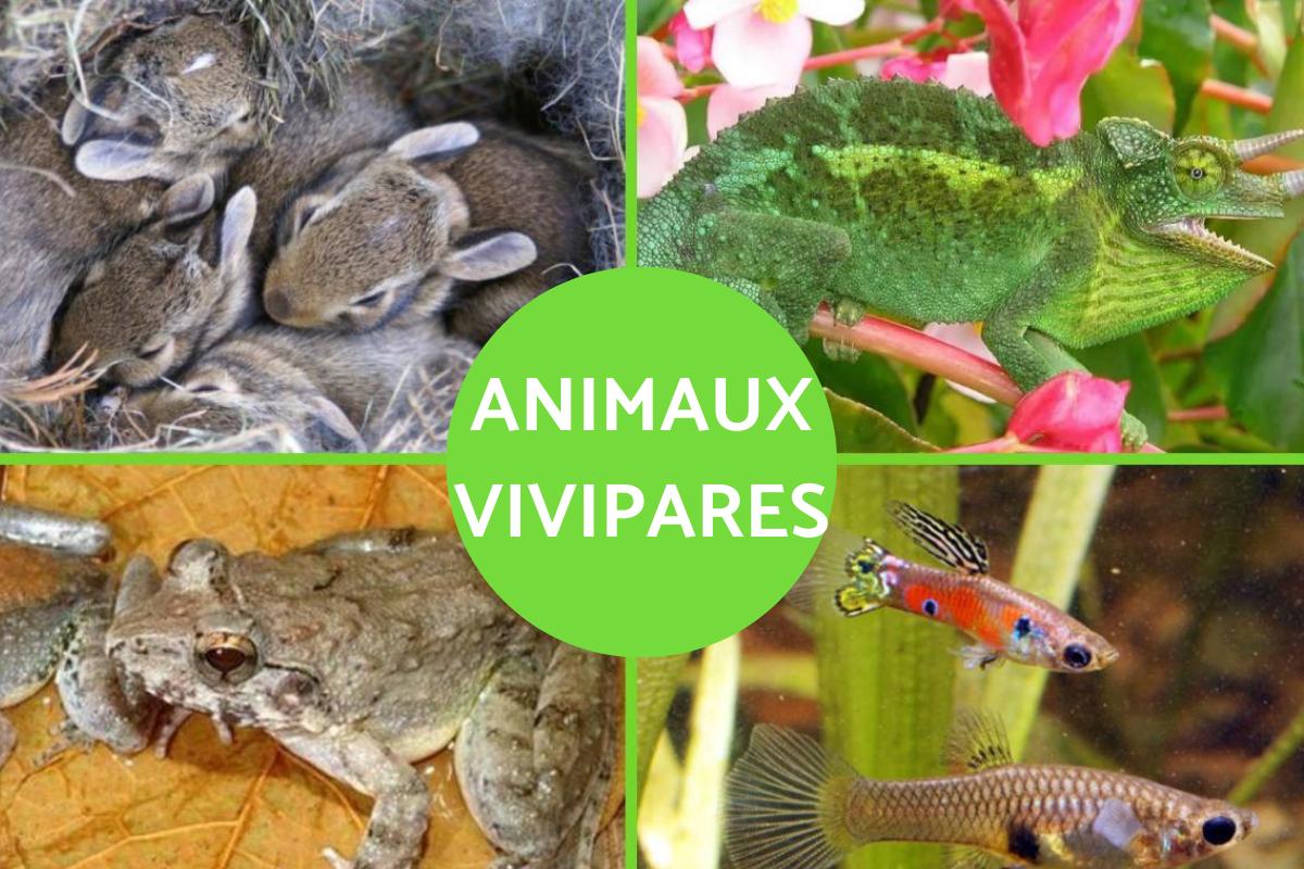 Animaux VIVIPARES : définition et exemples