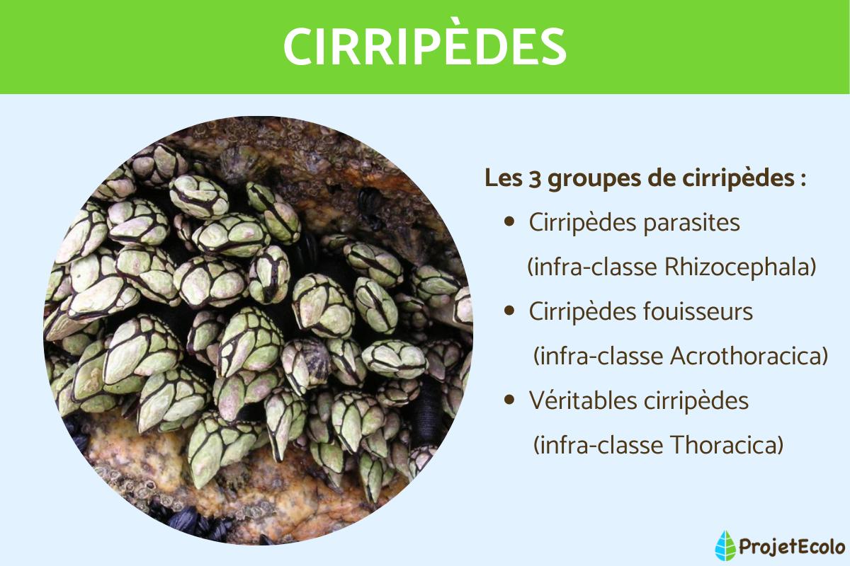 Qu'est-ce qu'un CIRRIPÈDE ? Découvrez-le ici